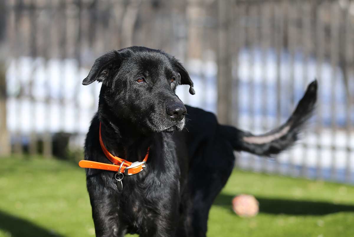 Home - Top Dog Foundation